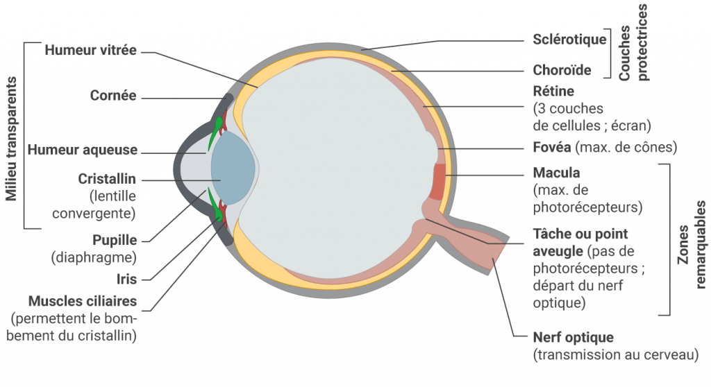 Description et schéma de l'œil | Dr Mathys - Chirurgien oculaire à ...